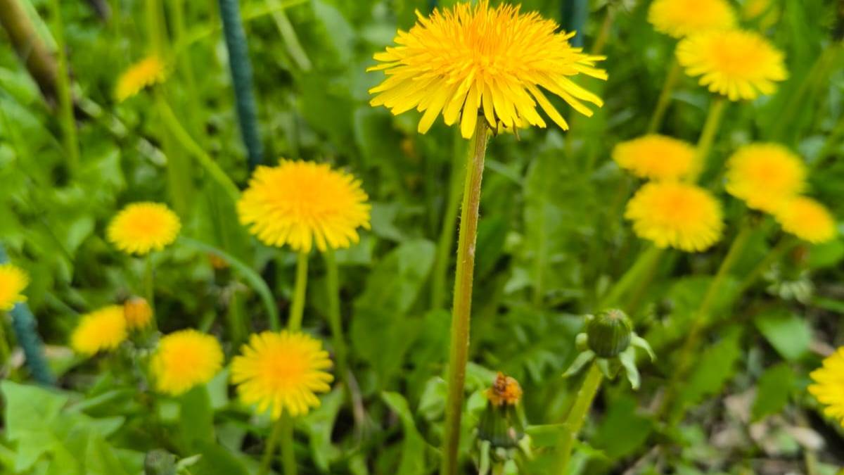 весна, медитация