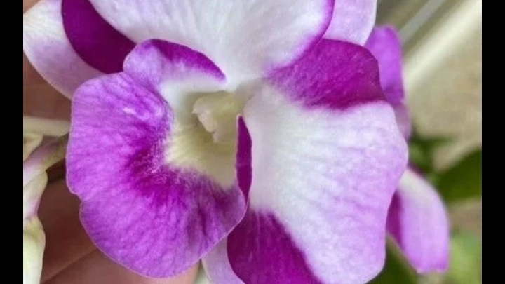 П-12.Ч-3. Посадка дендробиума с кокос. пенька  без корней из Новосибирска.Посылка 12.Часть - 3.