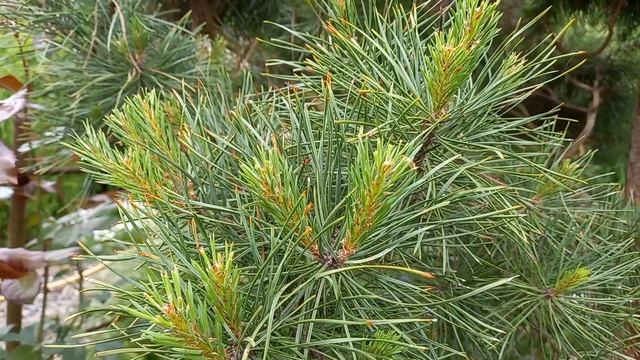 17-05-2025 Утренний обход Нашла себе работу