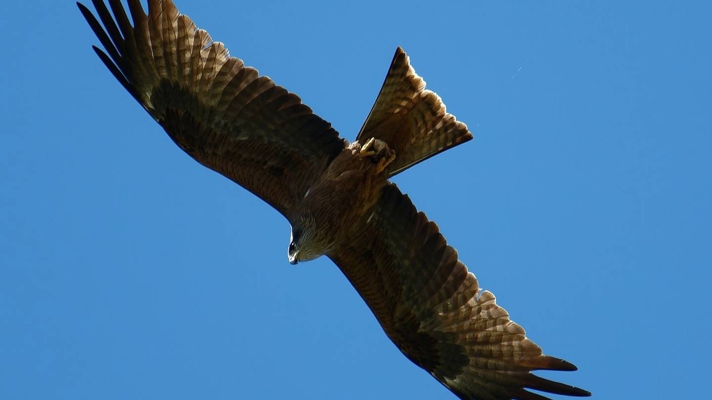 Владимир Швецов - "Весна на Кубани" (луни, канюки, коршуны)