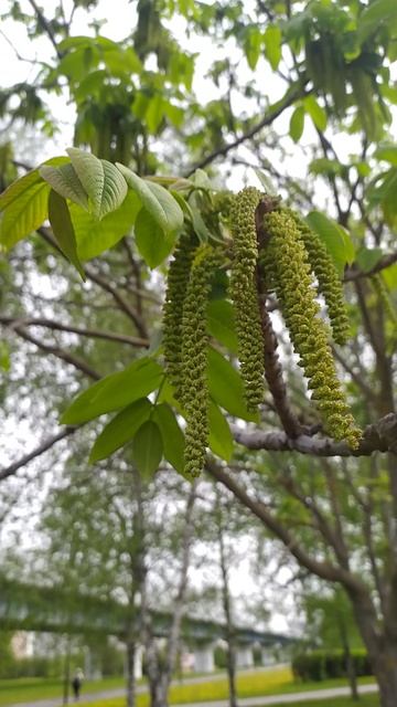 17.5.25 Цветёт маньчжурский орех
