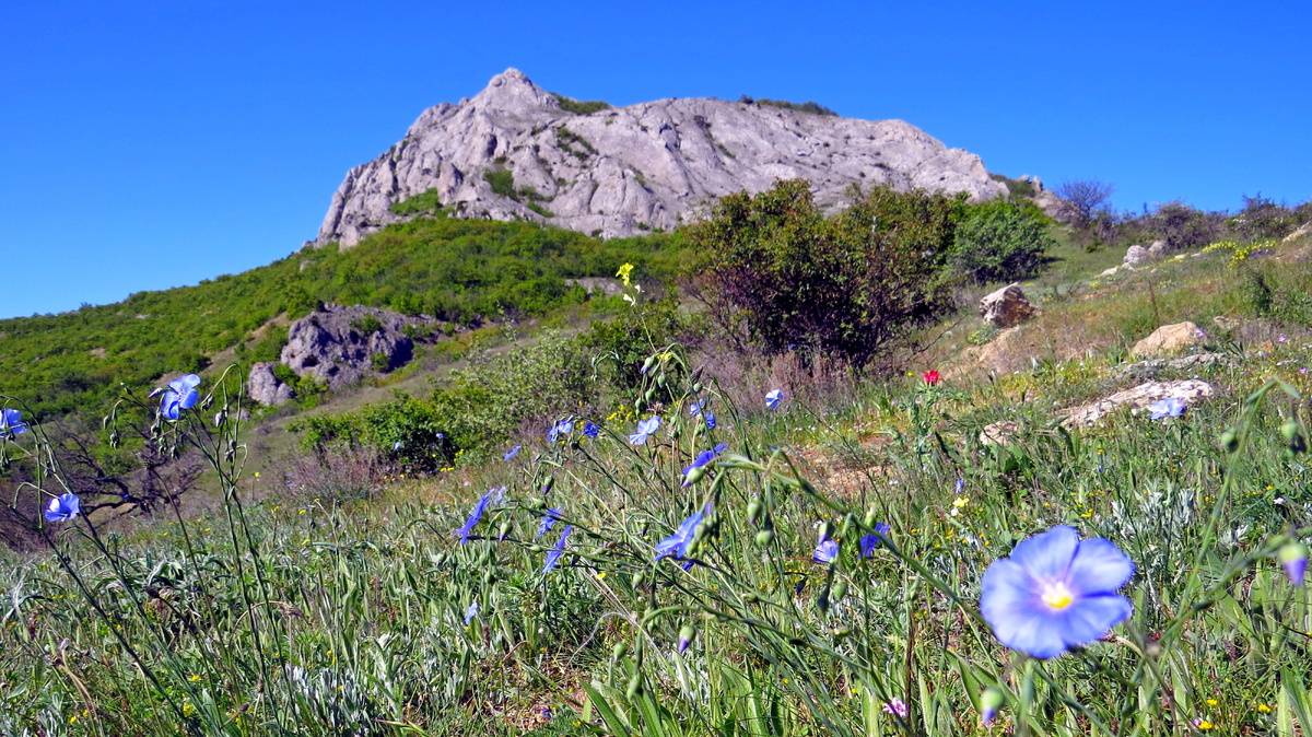 Цветы и склоны Эчки-Дага. Май.