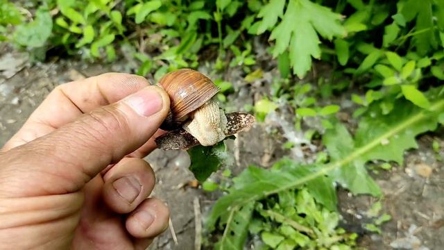 Мощная улитка у нас в роще