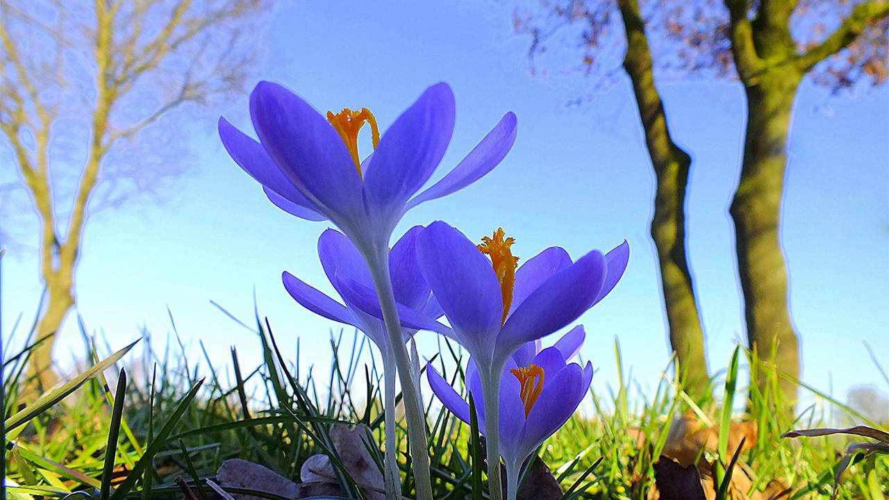 Весна. Первоцветы.