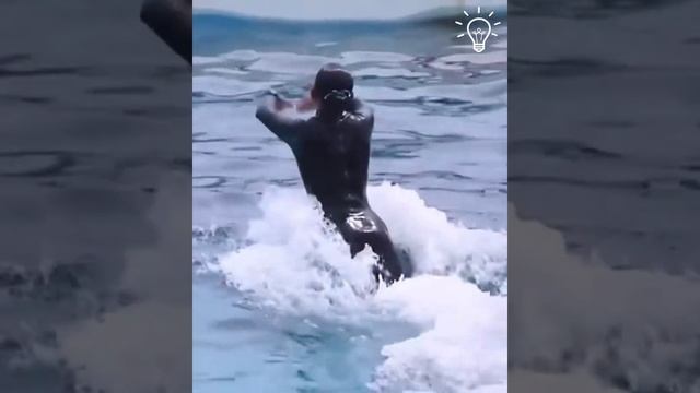 Водные забавы с касатками.