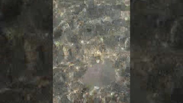 МЕДУЗА В БАЛТИЙСКОМ МОРЕ