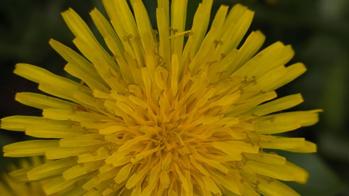 Медитация, весна