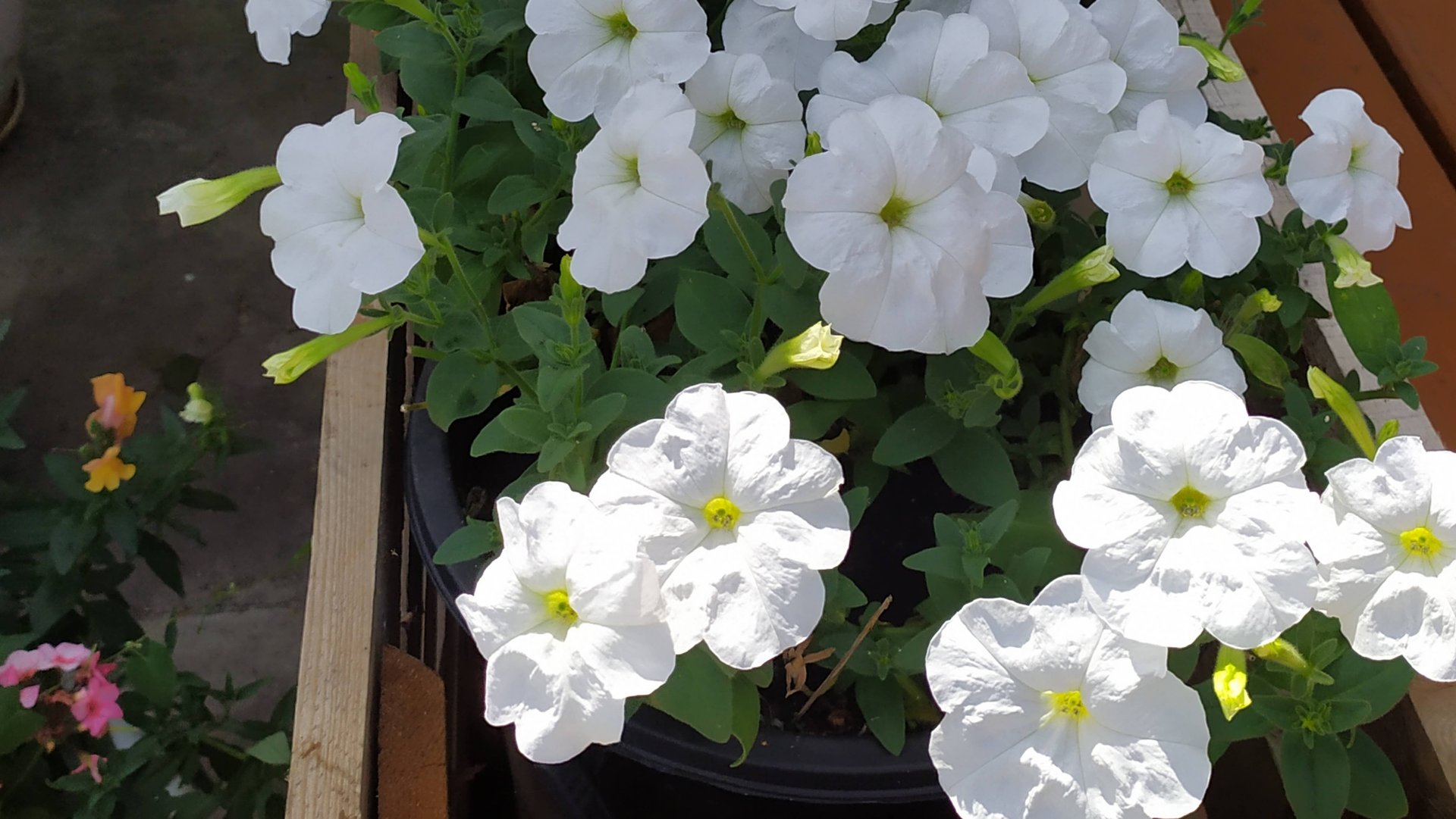 Огородные хлопот.Эксперимент: какие лучше для рассады - минеральные пробки или торфяные стаканчики.