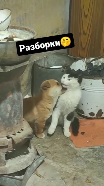 махаться будешь? Нахальный щенок против котика