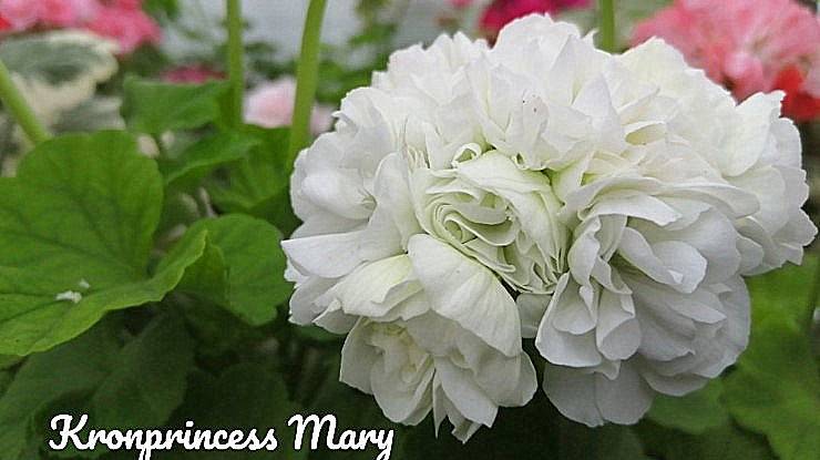 Пеларгония Кронпринцесс Мэри (Kronprinsesse Mary) - олицетворение изящества и истории