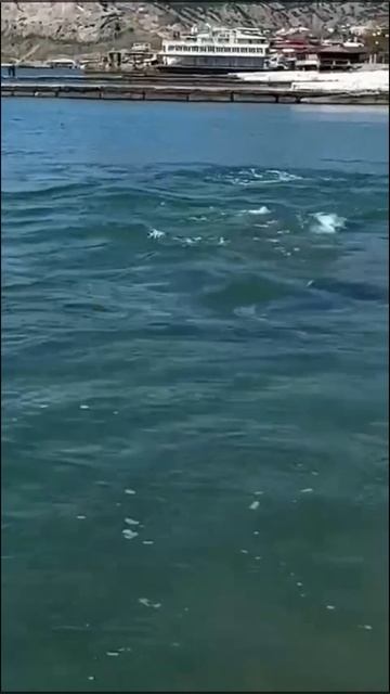 Дельфины в Судакской бухте 🐬