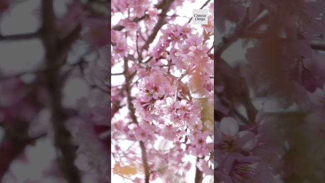 А что для вас - ваш "Сад"? #стихи