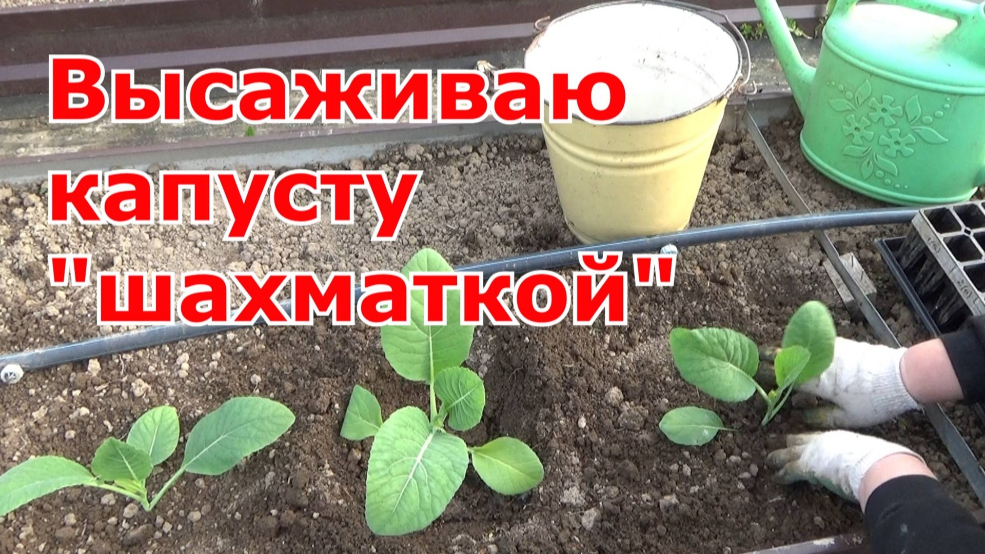 Высадка рассады капусты в грунт. Совмещаю раннюю, позднюю капусту. Профилактика крестоцветной блошки