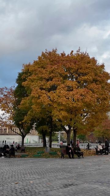 Просто красивое дерево #shorts #russia #россия #прогулка #москва #moscow