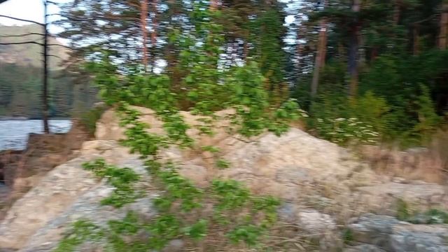 Голос горной реки Катунь!Вечерняя прогулка!♥️♥️♥️