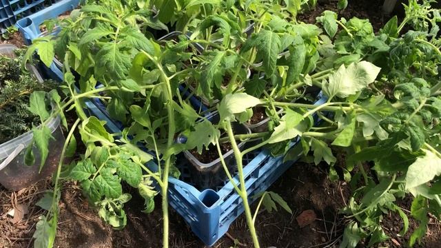 🌱 Мой малиновый пирог в теплице: грядка, которая кормит несколько лет