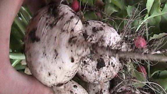 ЭКСПЕРИМЕНТ С ДАЙКОНОМ УДАЛСЯ!!! ПОСАДКА ЛУКА, РЫБКА В ПРУДУ, ОВЦЫ. ПЕРЕЙДУТ ЛИ КРАСНЫЕ ЛИНИИ?