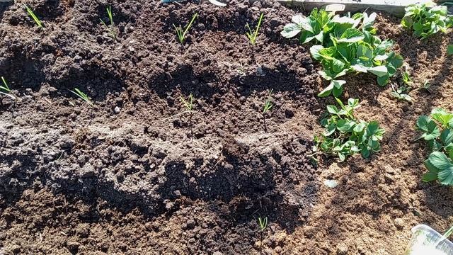 ЛУК-ПОРЕЙ. САЖАЮ В ОТКРЫТЫЙ ГРУНТ.