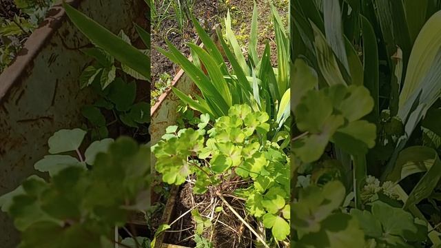 15 мая  мой участок 2