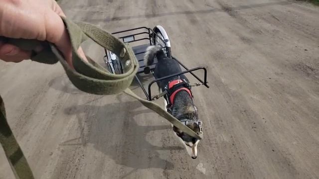 Шестой выезд Зары. Прицеп для собак Мухтар.