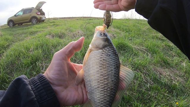 КРУПНЫЙ КАРАСЬ на снасть ПРУЖИНА, 100% засечка.  Рыбалка. 17.05.2025 г.