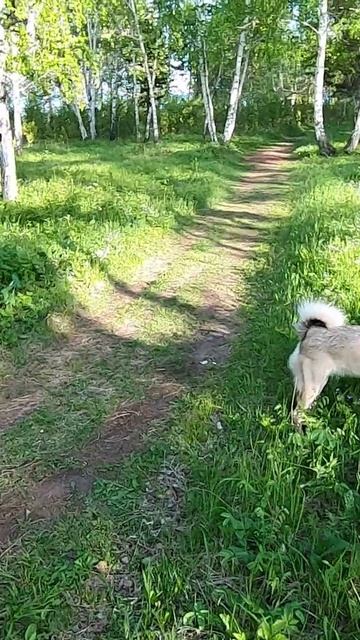 Сибирь летом 2021 #shorts #сибирь