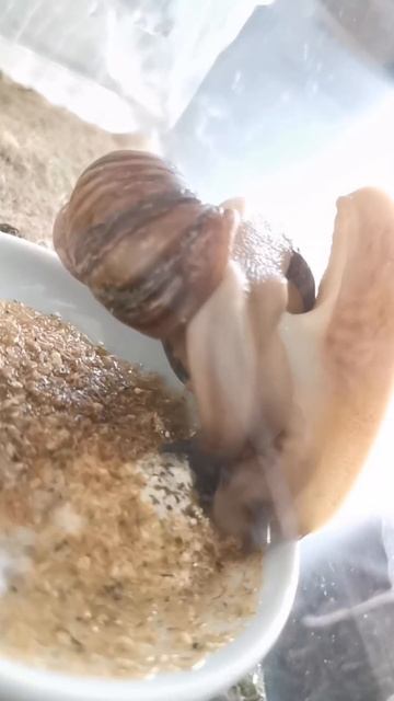 Улитки скоростные