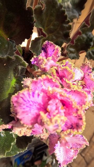 Фиалка Ален-Огни Вегаса 13 04 25