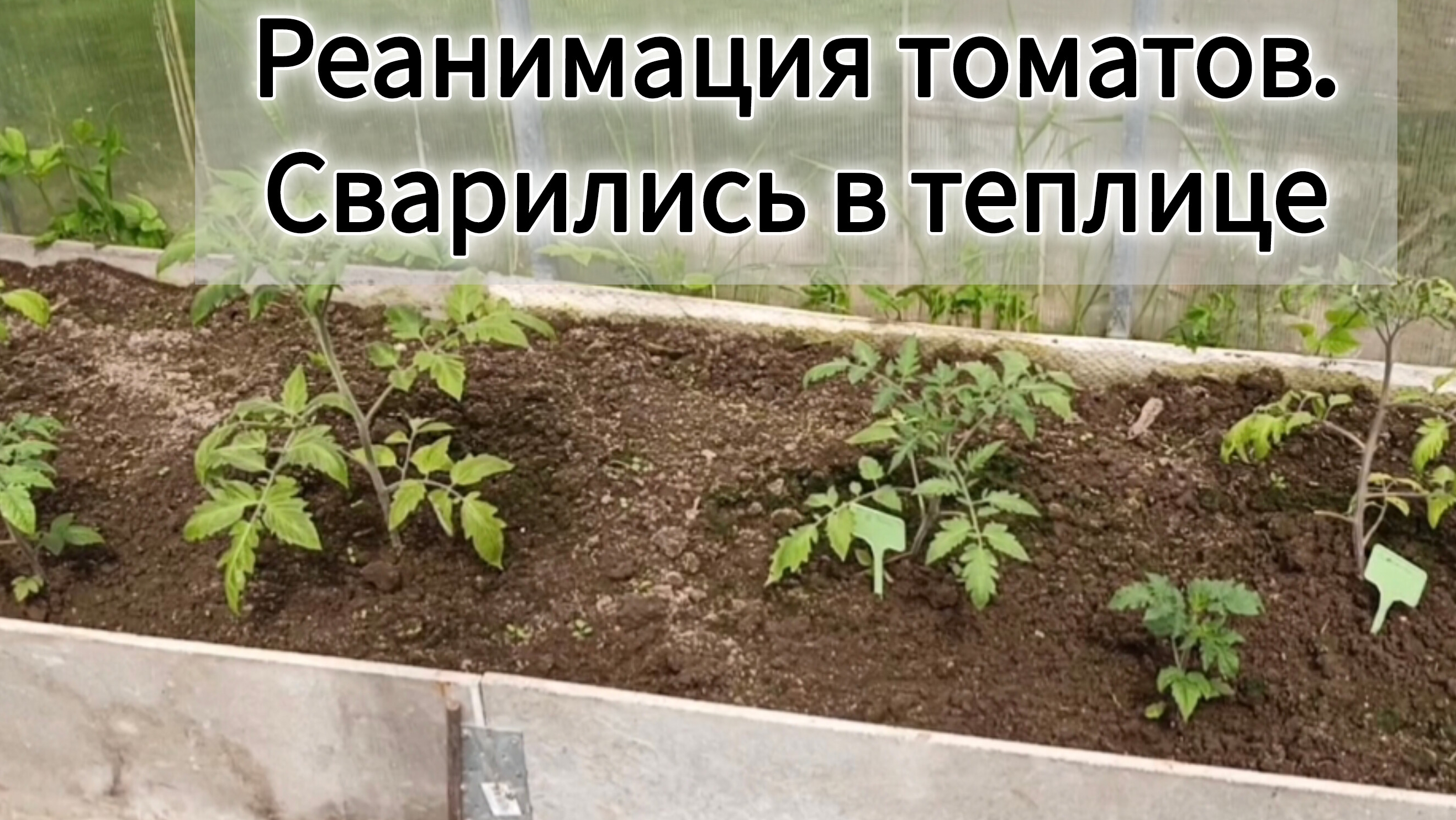 Реанимация томатов. Сварились в теплице
