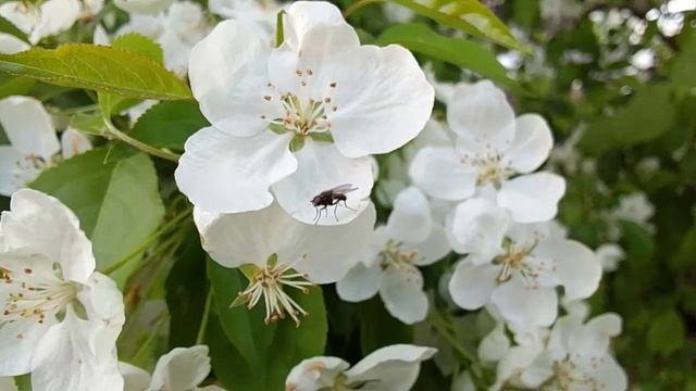 Муха на цветке яблони