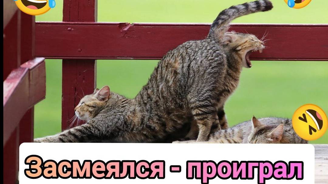 Смешные видео | приколы с животными #2