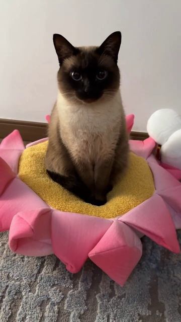 кто цветочек маргоша