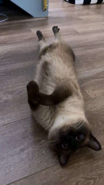 когда целый день гоняли бедного друга пса