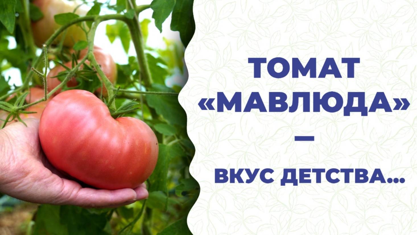Забудьте о магазинных помидорах! Мавлюда — это взрыв вкуса!
