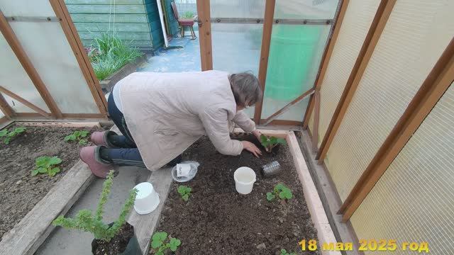 7 соток. Сажаю клубнику и крыжовник. Хроника 18 мая 2025 год