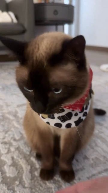 Уникальный характер сиамской кошки: что нужно знать хозяину?