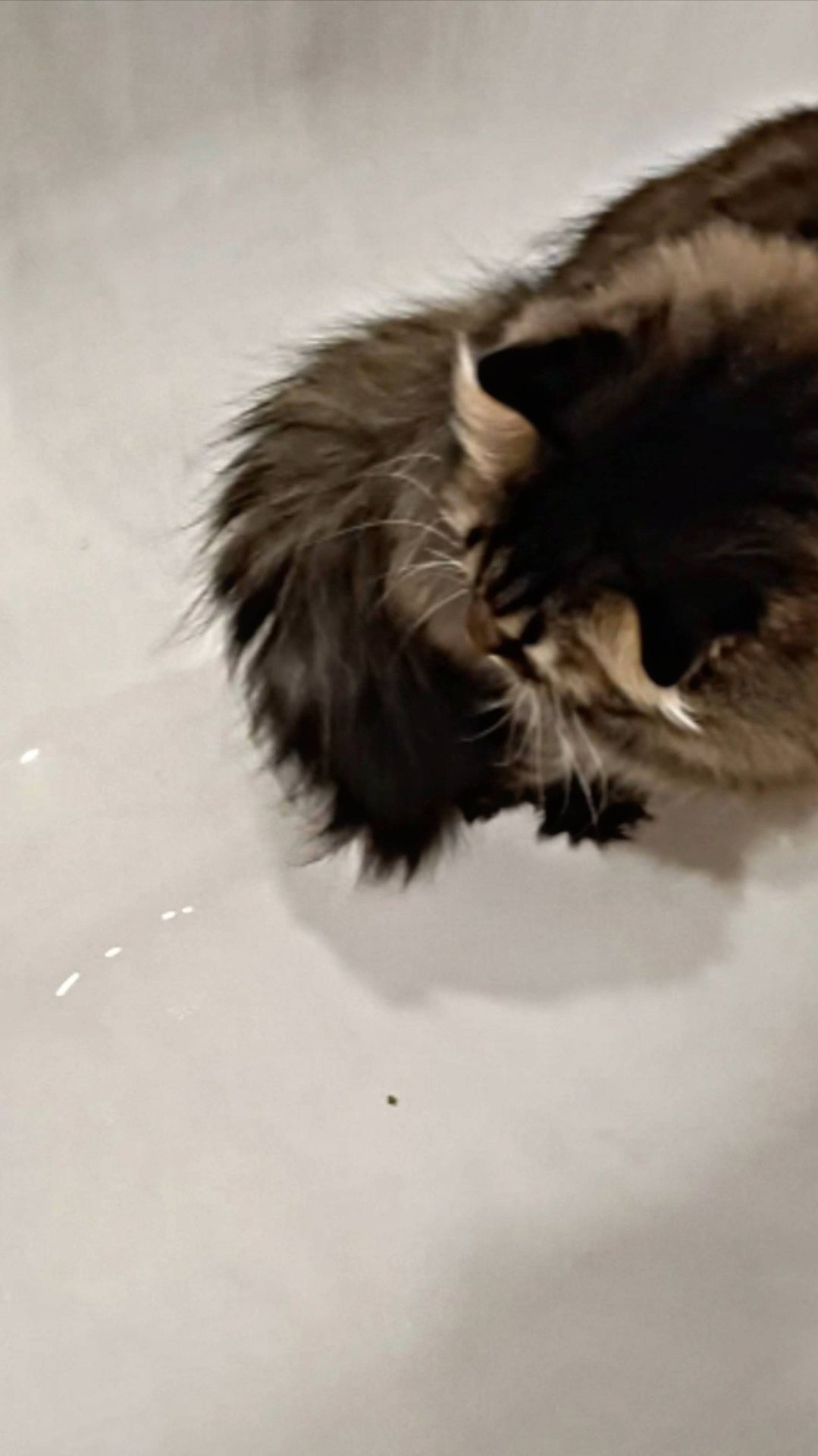 Отважный кот #cat #cats #shorts #кот #котики