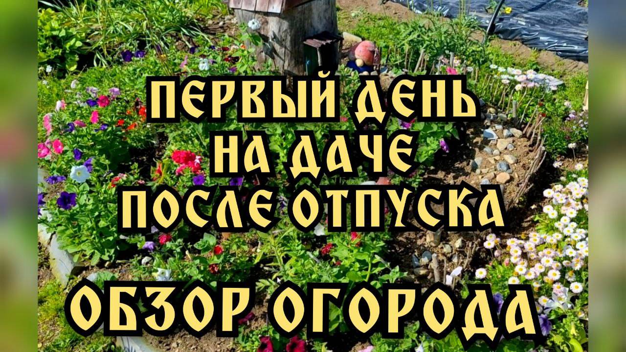 Огород на даче. Что у меня выросло на даче, пока я был в отпуске.