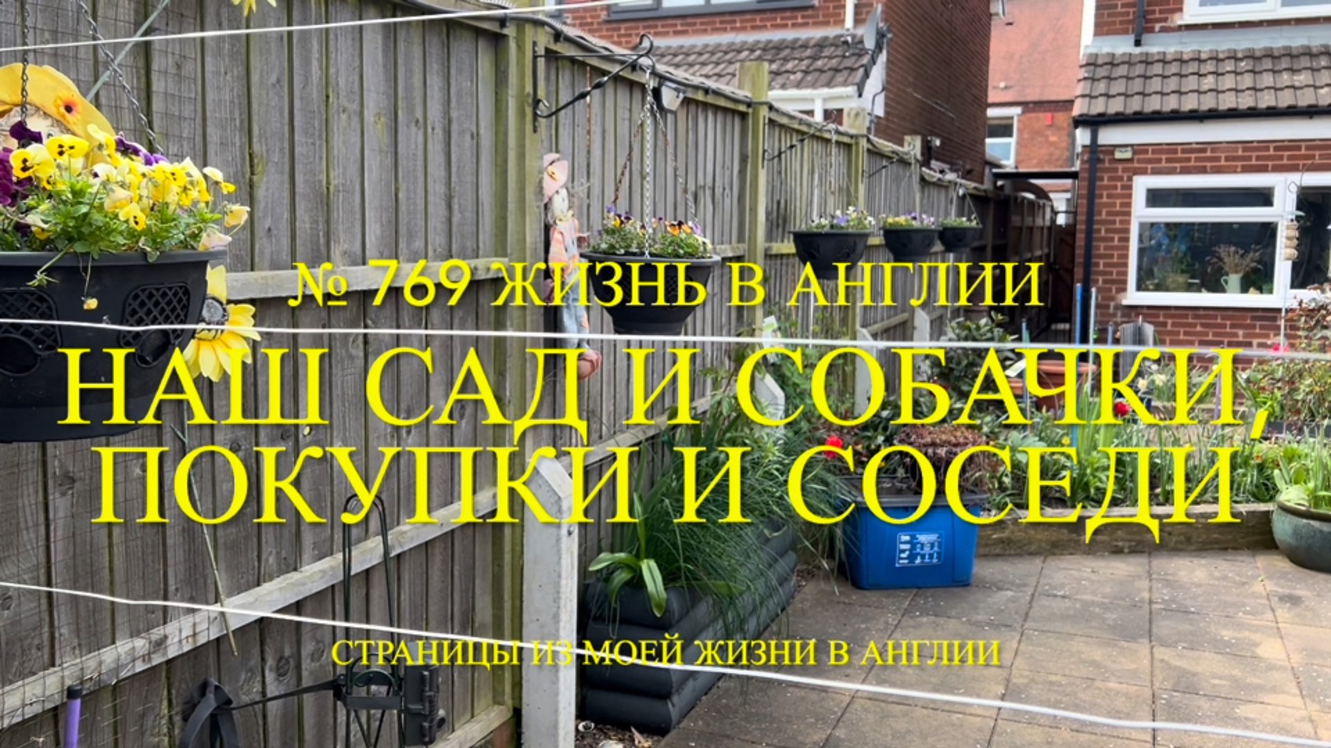 Наш сад и наши собачки чихуахуа, покупки и соседи. № 769 Жизнь в Англии