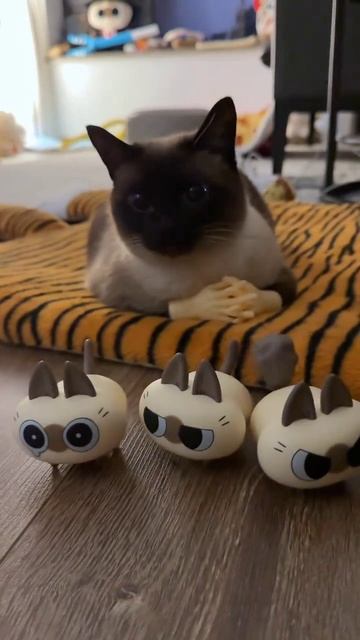 важная кошечка маргоша сидит и смотрит как танцуют её фанаты