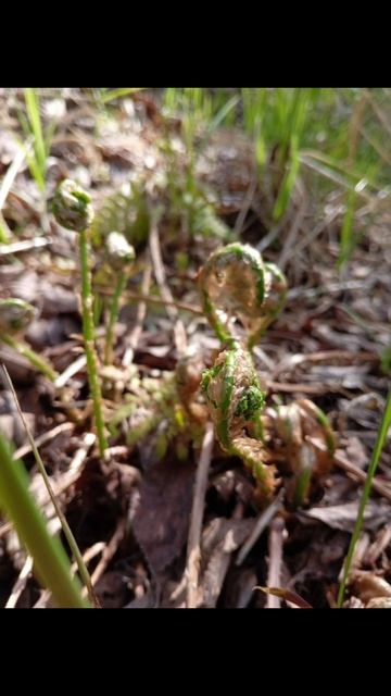 Весенний лес 🌲🌞🌼🌿