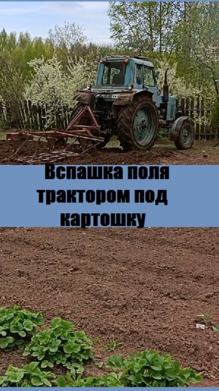 Как трактор пашет нам картофельное поле