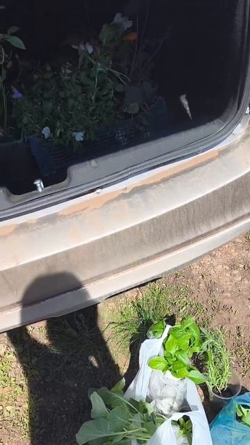 рассада как наркотическая зависимость. питомник растений не даёт жить спокойно