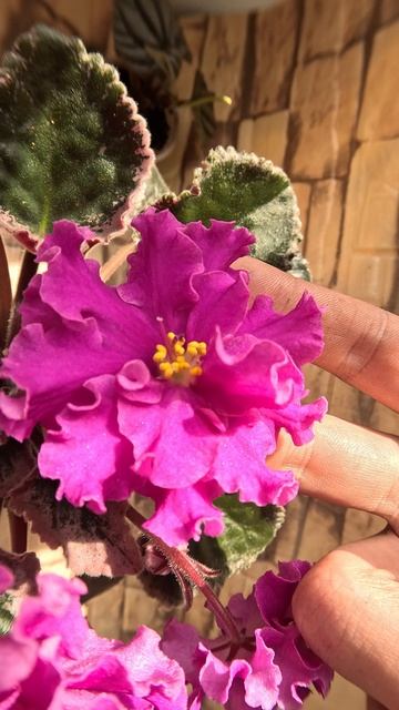 Фиалка ПТ-Гранд Султан 13 04 25г