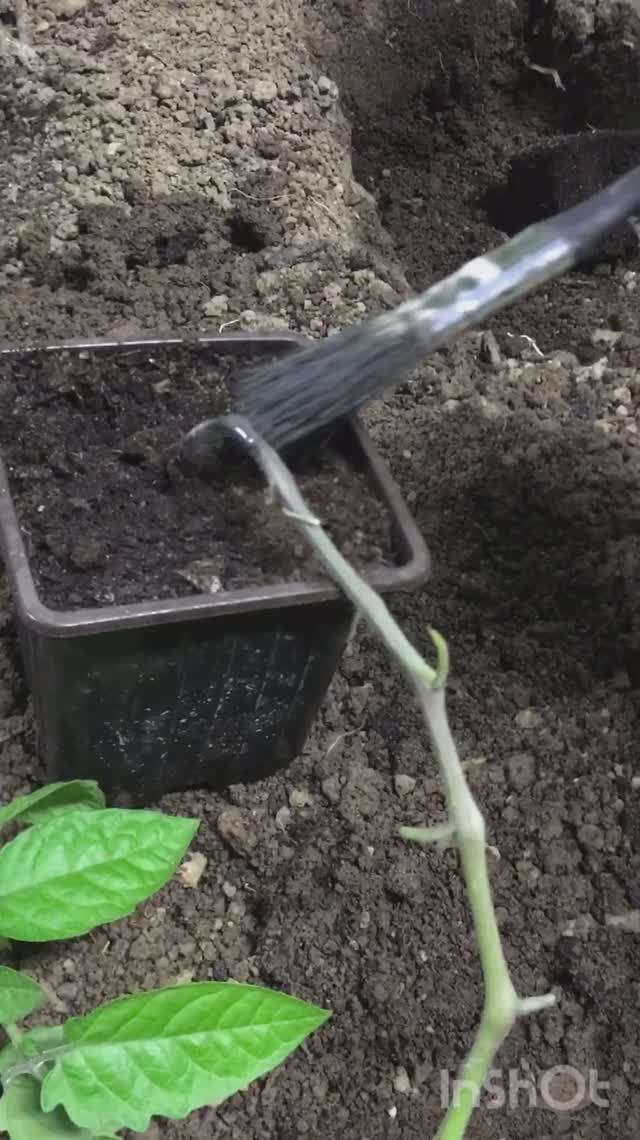 Сломали рассаду томата.
Есть выход.