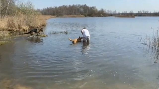 Лосик ищет дом