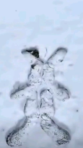 Мой зайка на снегу #юлияuy #shorts #christmas #snow #снег #новыйгод #юмор #блогер