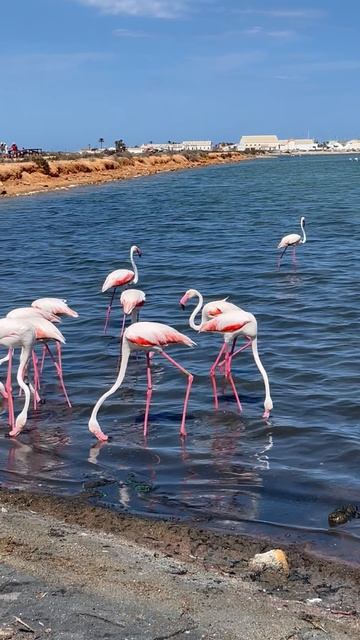 Чудесные фламинго хрюкают как свиньи #shorts