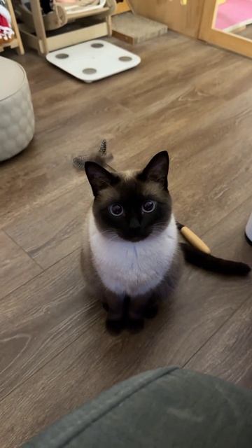 после почесушек нужно немного покрасоваться