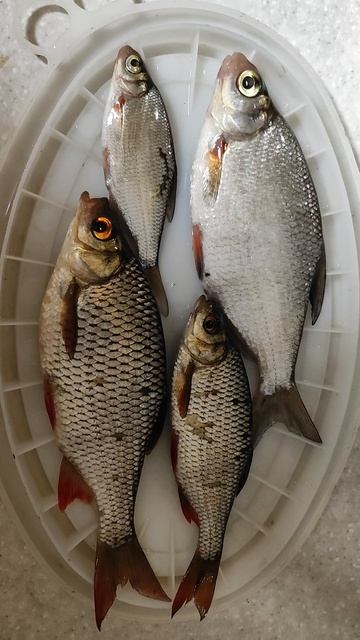 Прыгающая красноперка